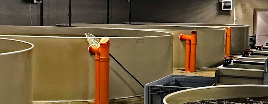 Аква Ферма — Выращивание рыбы