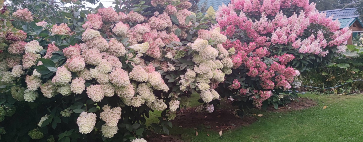 Татьяна о жизни в саду .