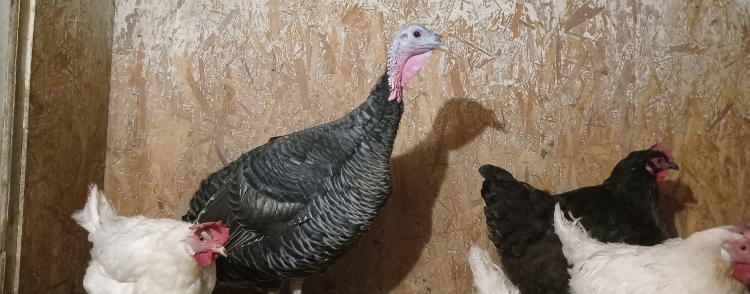 Хозяйка нашего двора