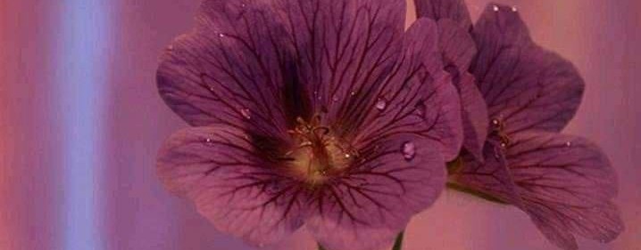 🙏 ХРИСТИАНСКИЕ ПЕСНИ И ПРОПОВЕДИ ЕХБ  🌺