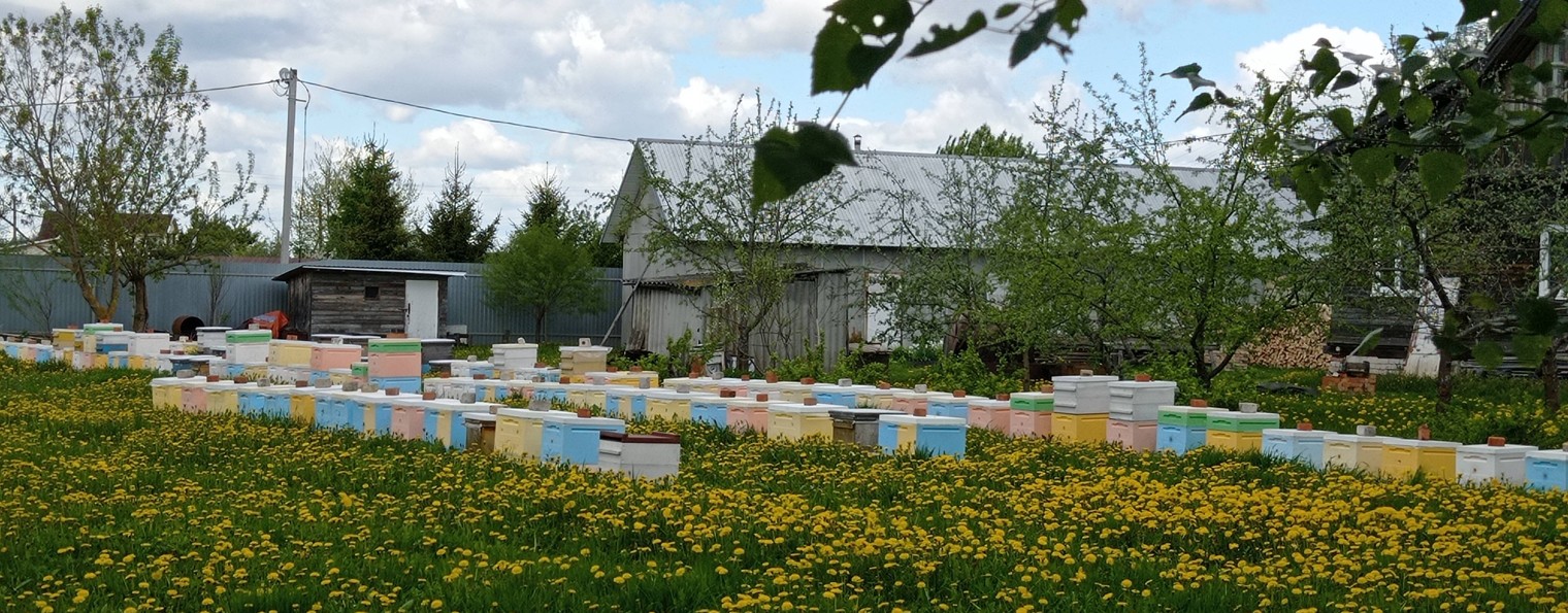 Пасека Скупновых