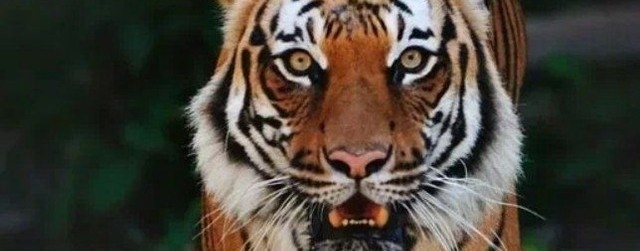 северный человек.