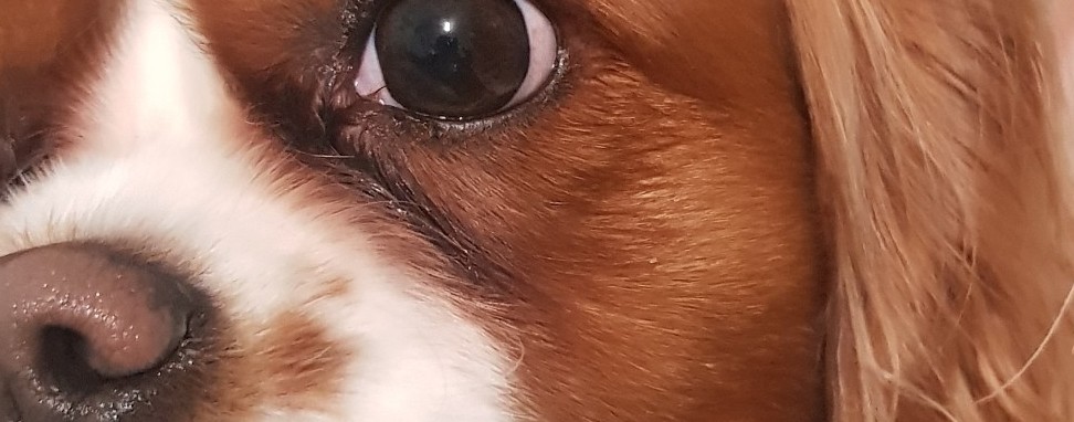 Супер Весёлый Пёпсель