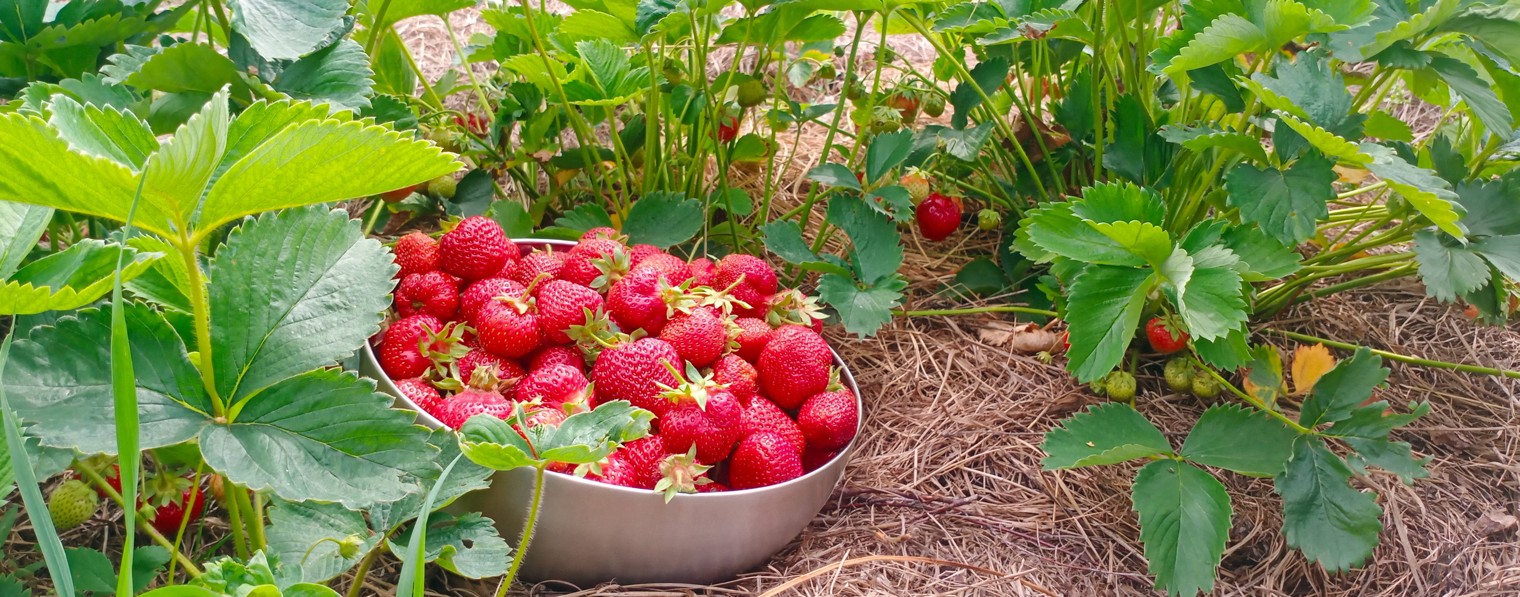 Юлька, Лиска и компания