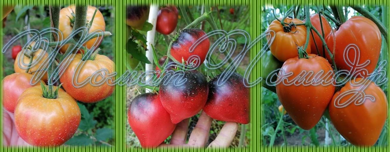 Томат Помидор