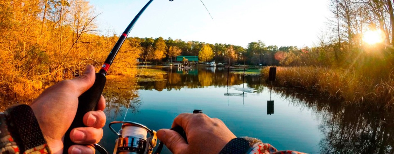 Дендробена 57 Орёл