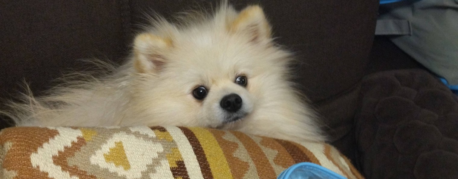 грязная морда world