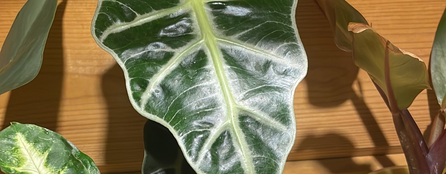 Будни озеленителя