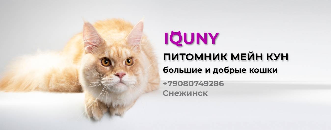 Питомник мейн кун Снежинск