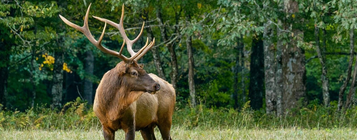ОРХ ВЛАДИМИРСКОЕ