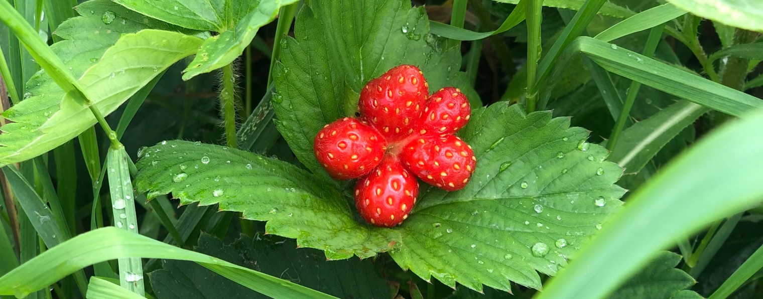OLGA СадыСибириЛутова