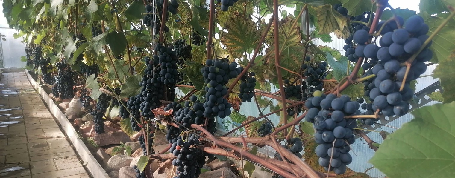 УНИВЕРСАЛЬНЫЙ СОРТ