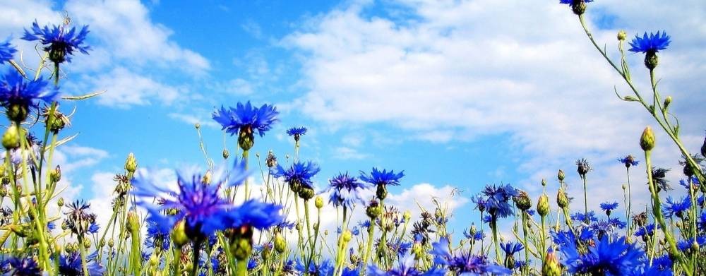 Васильковое Поле