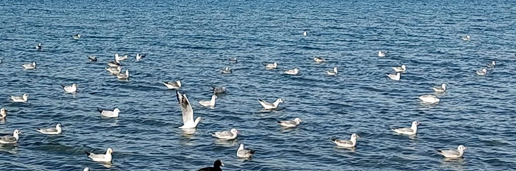 Сибирские Анапчане.