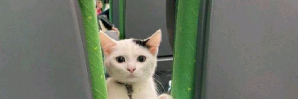 Весенний тишка (^•-•^)/🌳🌲