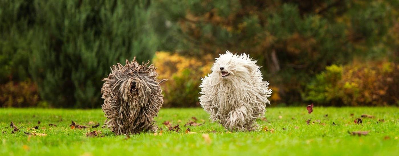 Rublevka Rasta Puli Kennel