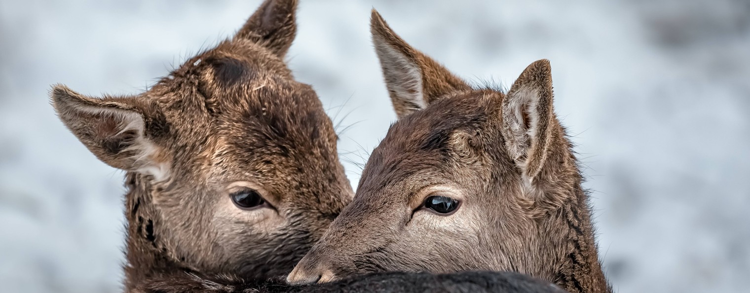 Deer Farm Оленья ферма Ставрополья