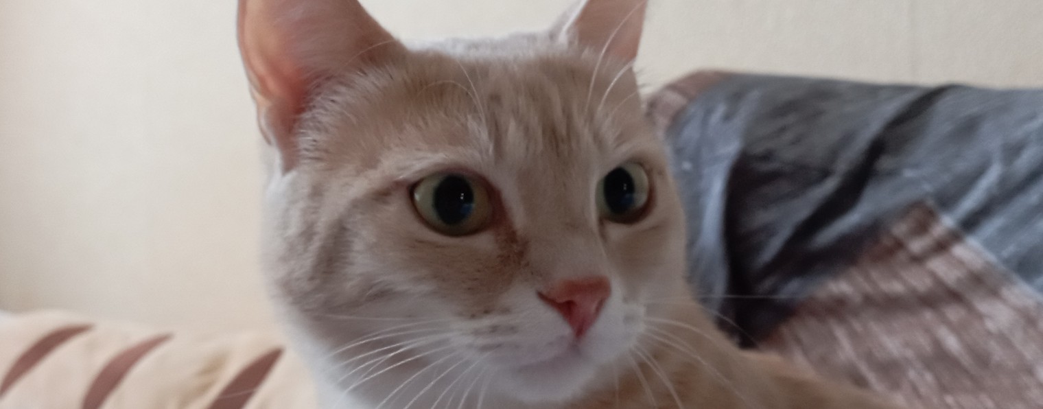 ‧͙⁺˚*･༓кошка_луна°^°☽༓･*˚⁺⭐🌌🖤😺