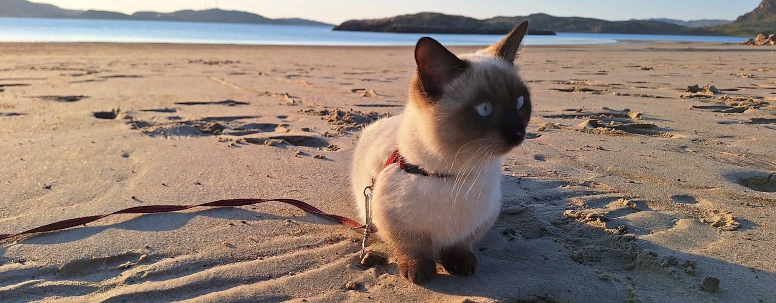 ЛЮБИМЦЫ В ДОМАХ.