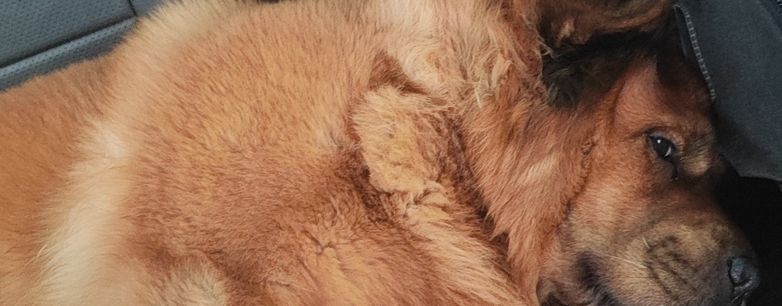 Алексей и Рыжая