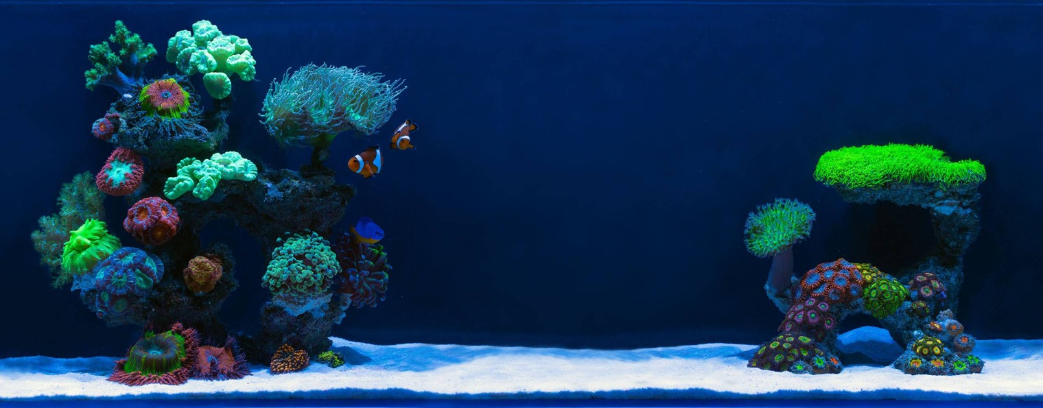 KUK'S REEF