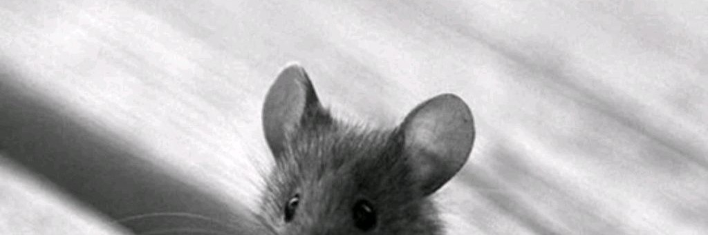 🐭🤍🩶Мышонок 🩶🤍🐁