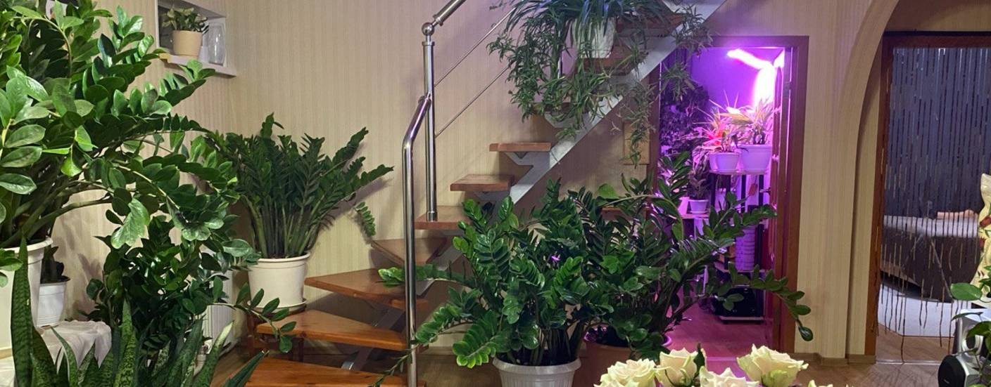 Замиокулькасовый лес