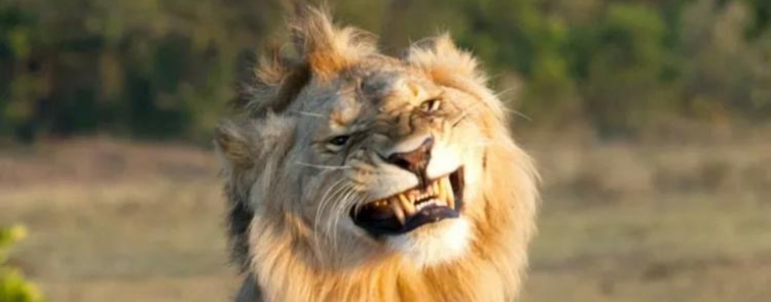 Берлога холостяка 😉