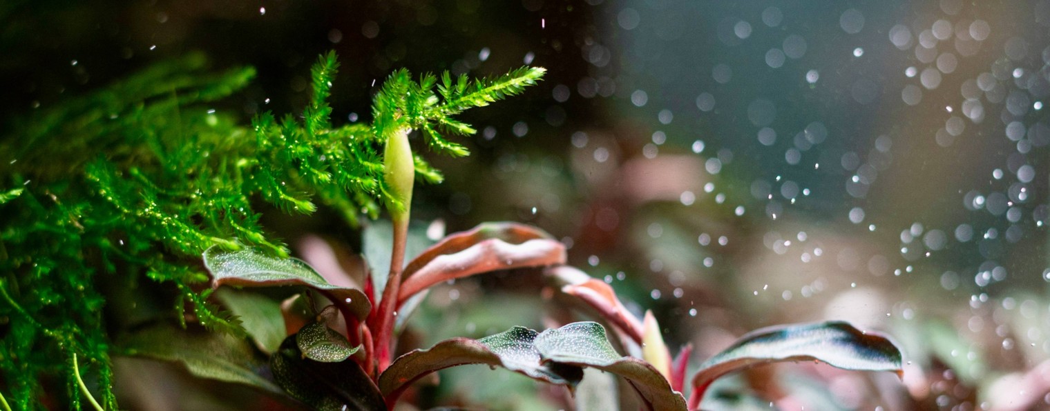 Аквариумная студия Маши Блюм | Masha Bloom |