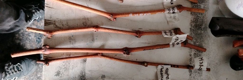 Виноград Подмосковья