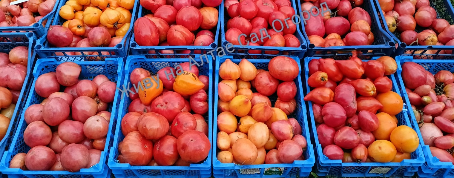 Живу на Алтае. Сад Огород