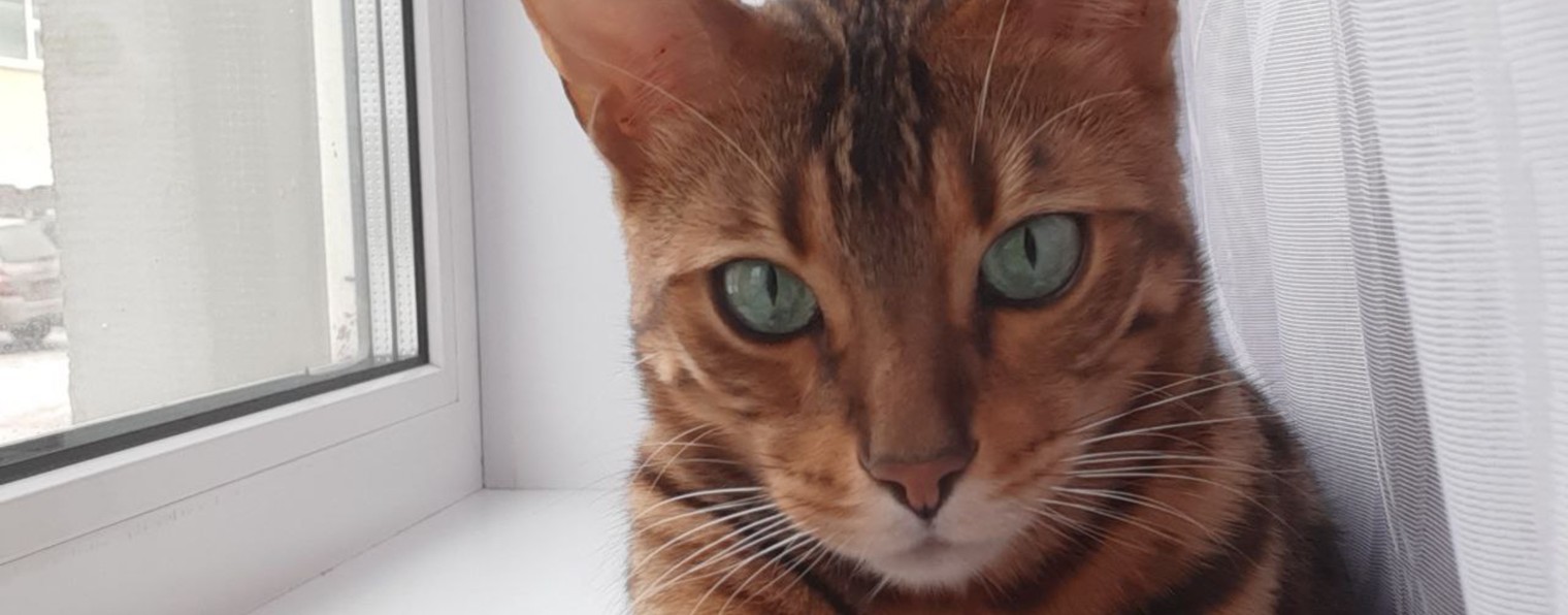 Инструкция-Стройся