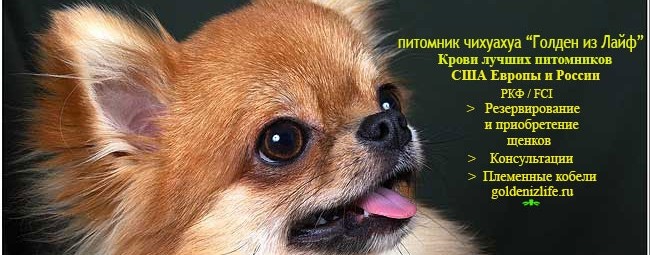 Питомник Голден из Лайф