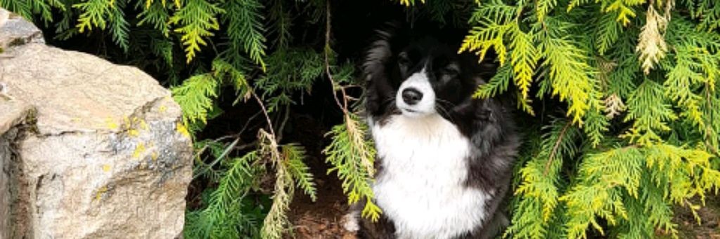 Высоколетные Голуби Сергея мос. обл. Назарьево