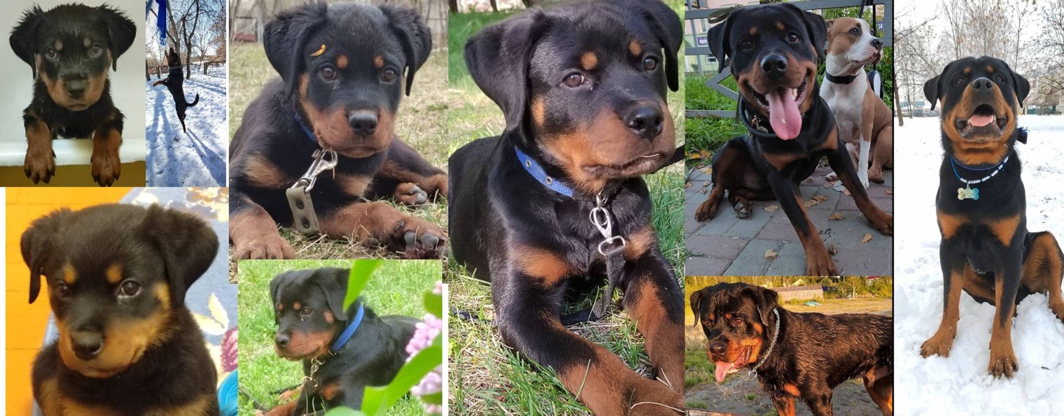 Собачий Влог Ротвейлер