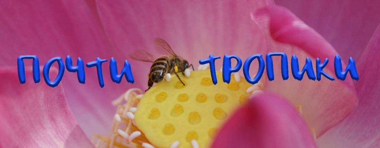 Почти тропики САД