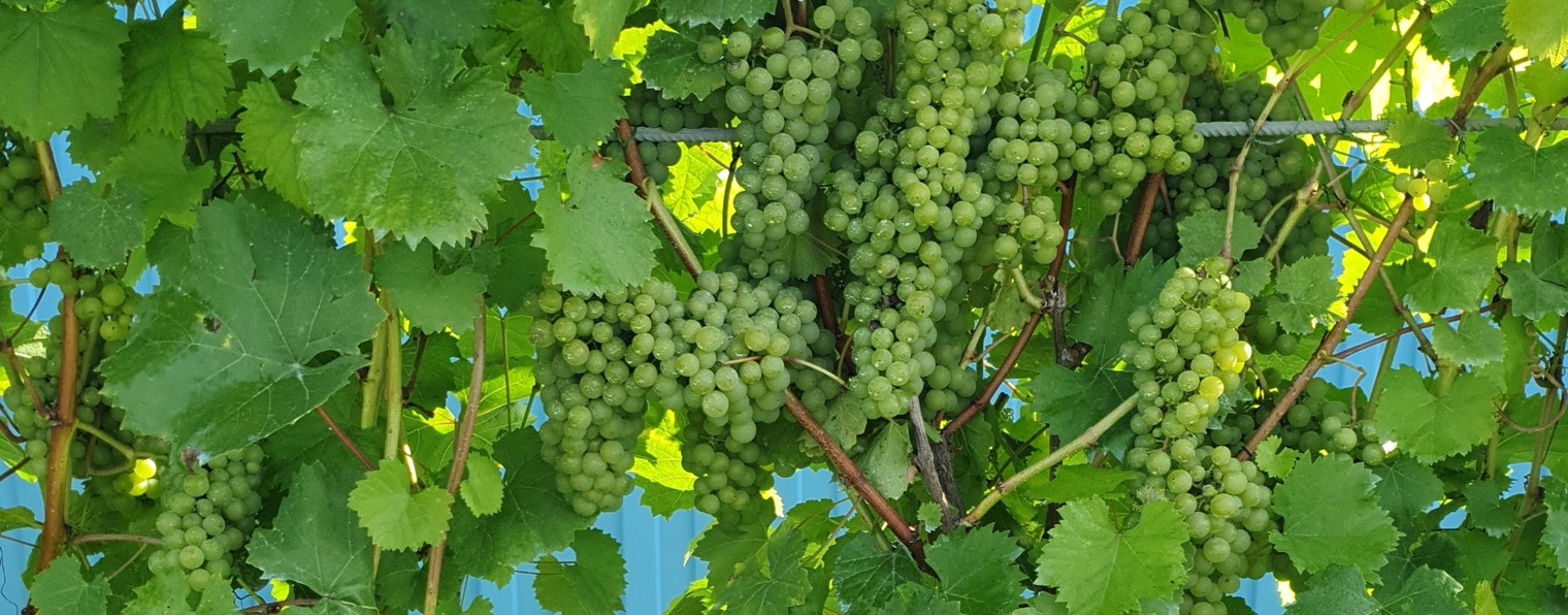 Александр Баев