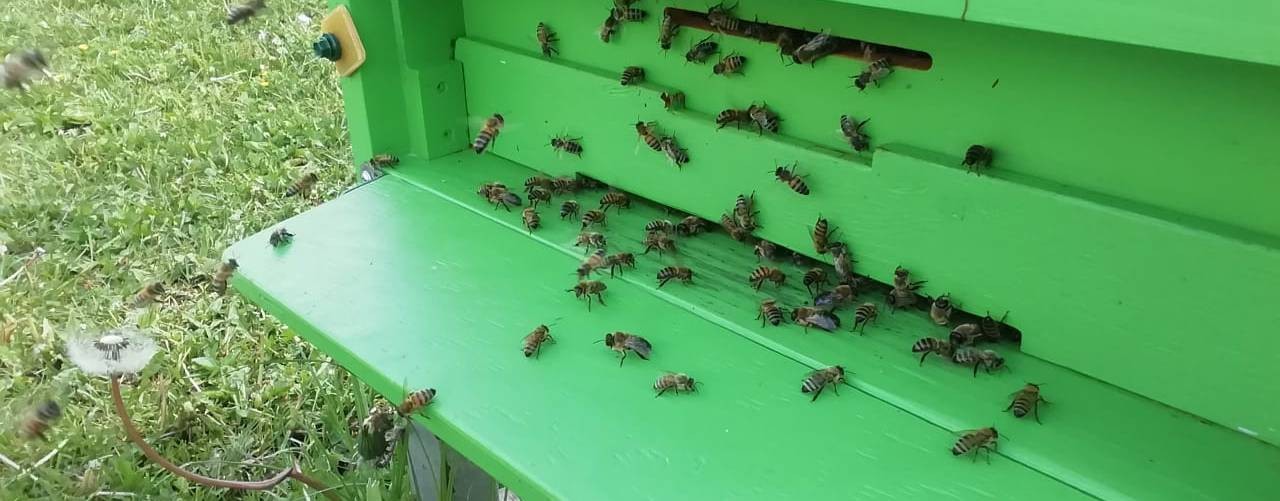 Баскаковский мед