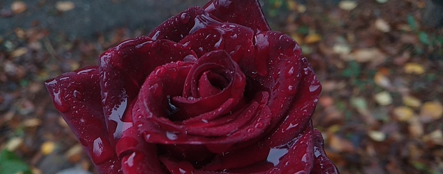 Анюта Провинциалка