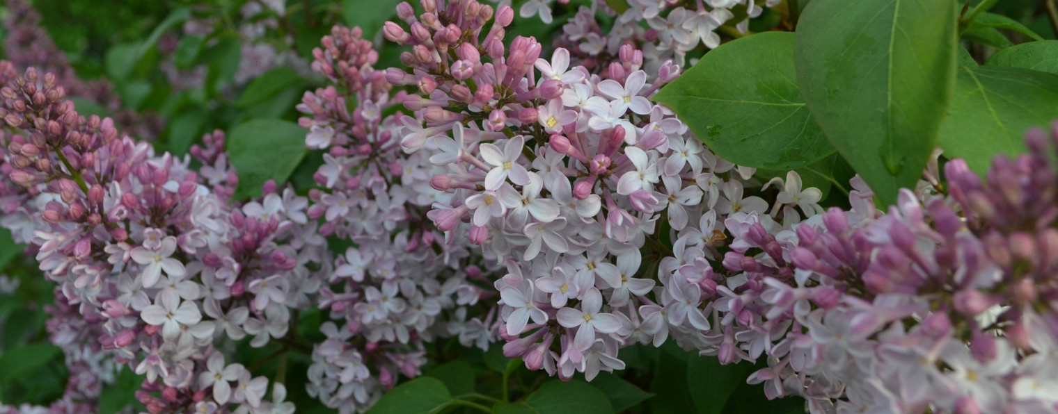 Владимир Степанов