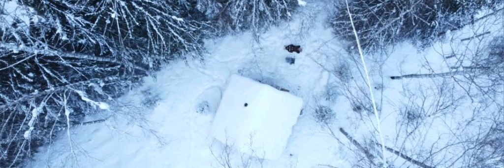 Дикие Развлечения