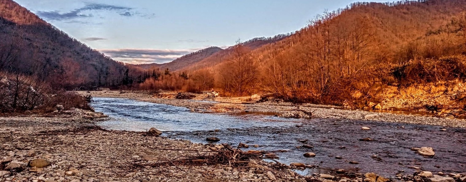 Этот dog ищет home