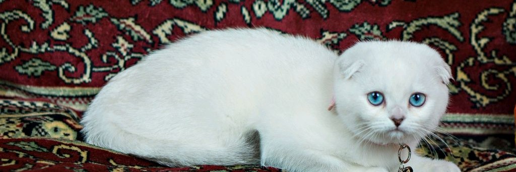 Silver Dew Шотландские кошки