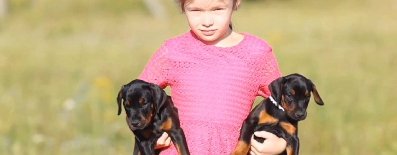 Питомник 🐶 доберманов Rada Gravity