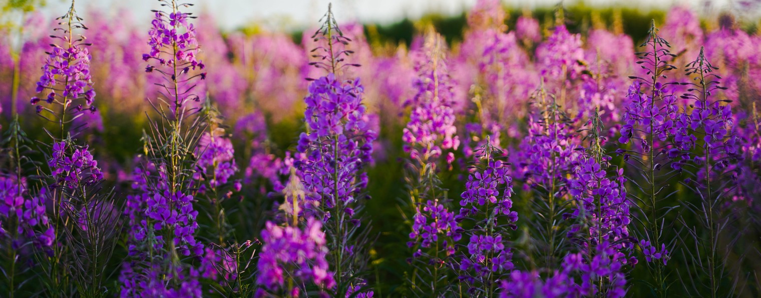 Заимка на Урале