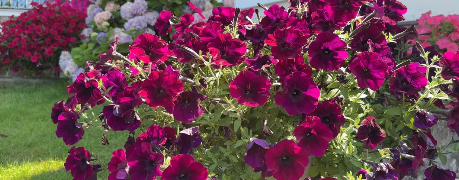 TenkorHOME / Тенкорхоум