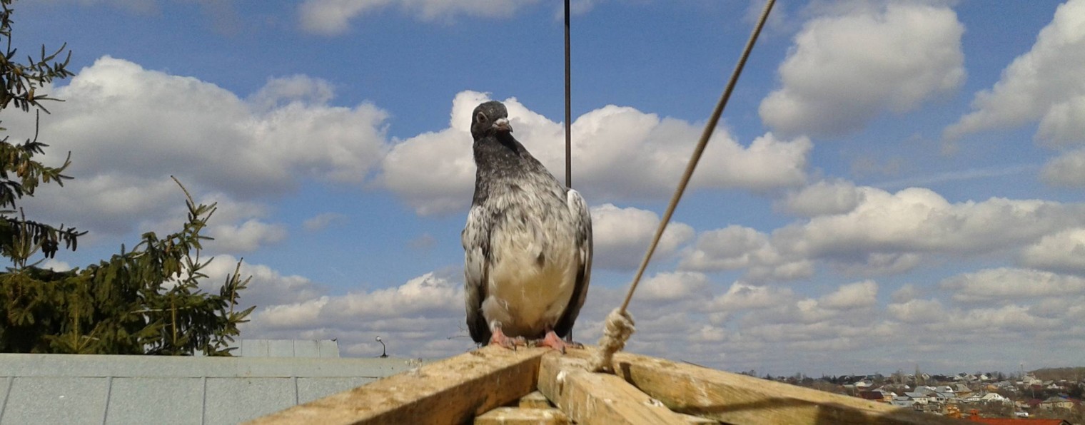 Николаевские голуби Слемзина А.Д