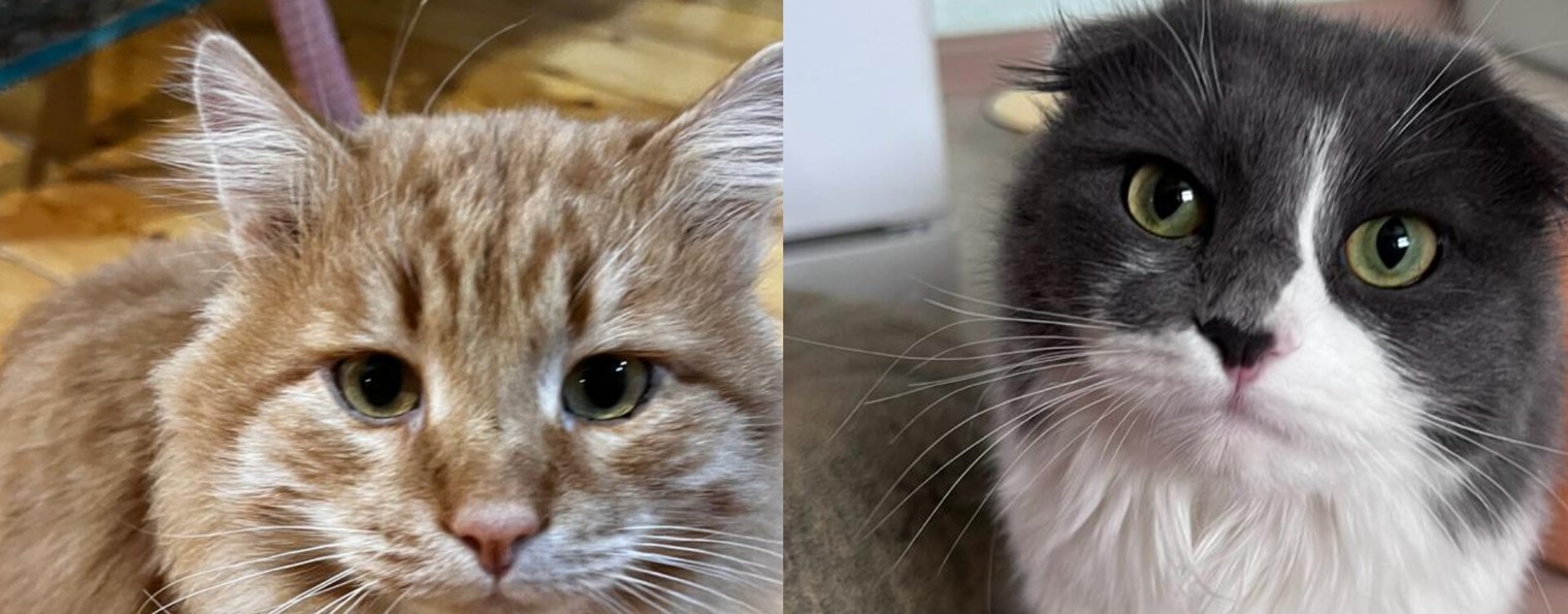 Margarita🩷🐱
