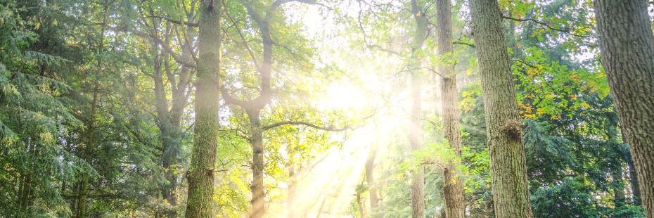 Свет во тьме ✨