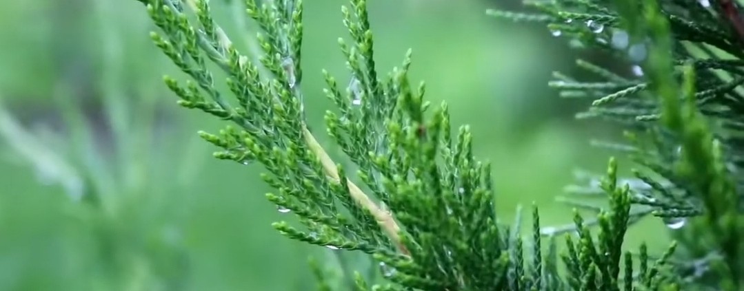 🌲МОЖЖЕВЕЛОВЫЙ САД🌲